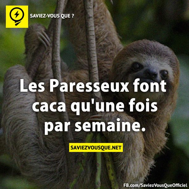 Les Paresseux font caca qu'une fois par semaine. — Saviez-vous Que ...